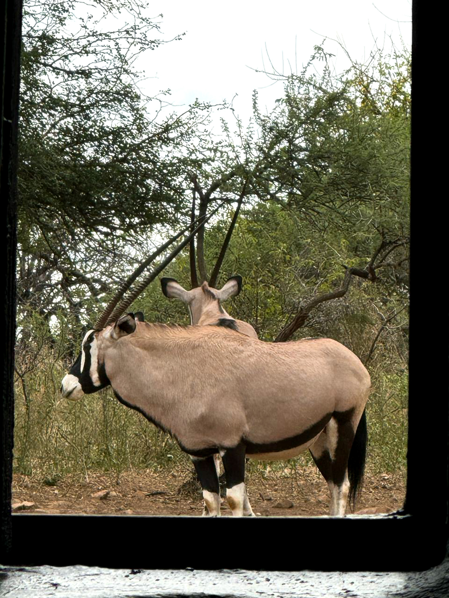 Blog | Bushmen Safaris